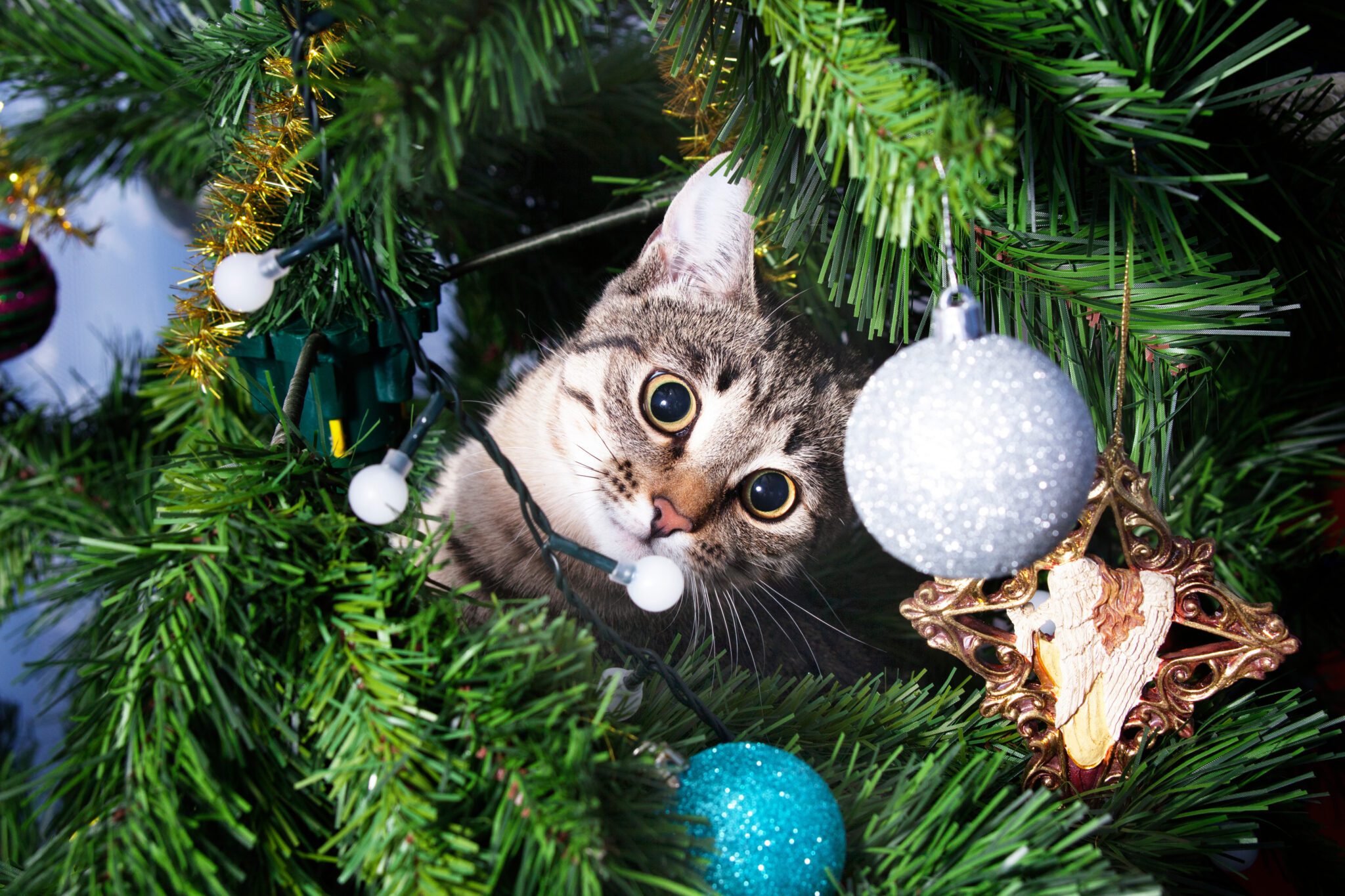 5 Tips for Cat-Proofing Your Christmas Tree | Live Oak Veterinary Hospital